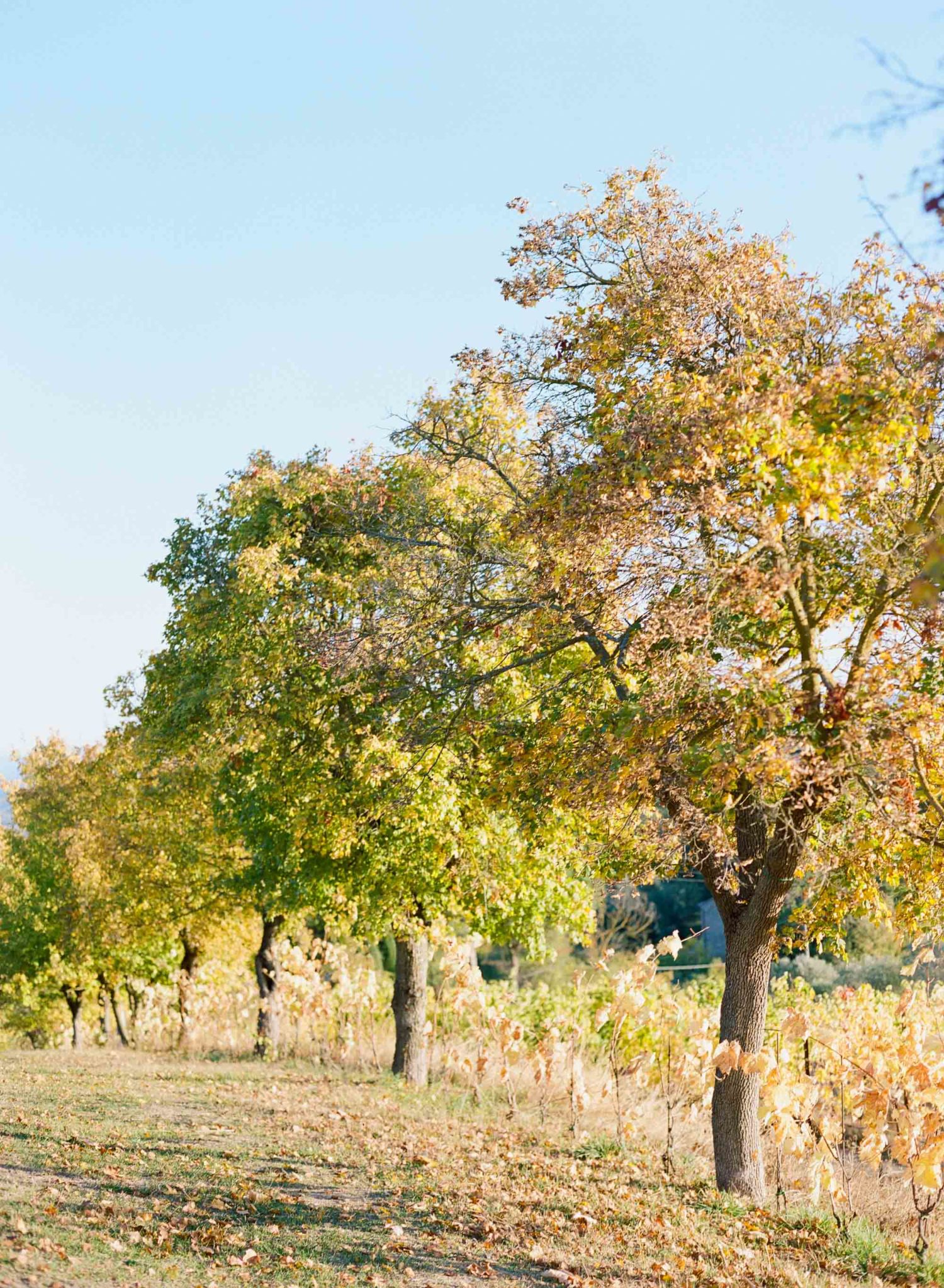 Tuscany Wedding Photography | An Autumn Road Trip Through Italy